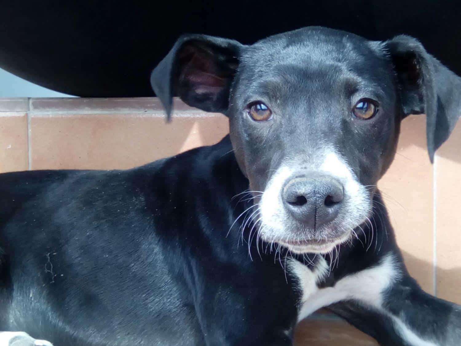 Arizona » Tierschutzverein SOS-Dogs e.V.