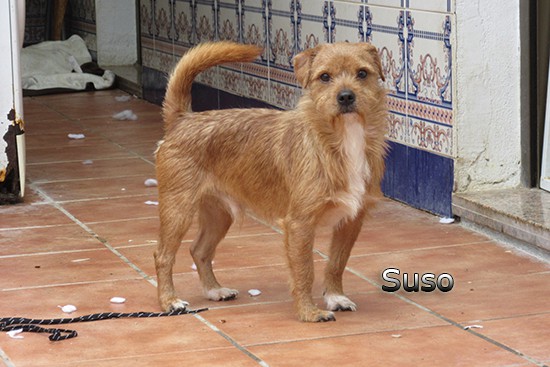 Suso » Tierschutzverein SOS-Dogs e.V.