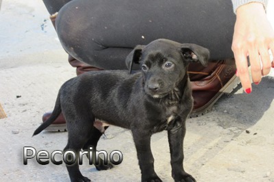 Pecorino » Tierschutzverein SOS-Dogs e.V.