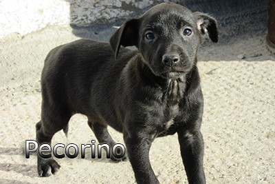 Pecorino » Tierschutzverein SOS-Dogs e.V.