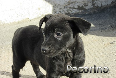 Pecorino » Tierschutzverein SOS-Dogs e.V.