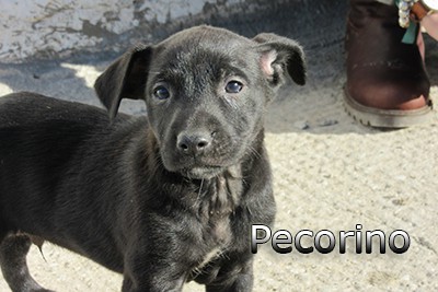 Pecorino » Tierschutzverein SOS-Dogs e.V.