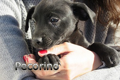 Pecorino » Tierschutzverein SOS-Dogs e.V.