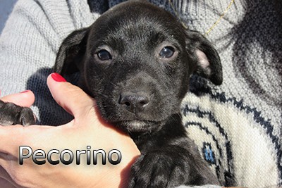 Pecorino » Tierschutzverein SOS-Dogs e.V.