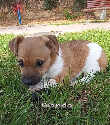 Wanda » Tierschutzverein SOS-Dogs e.V.