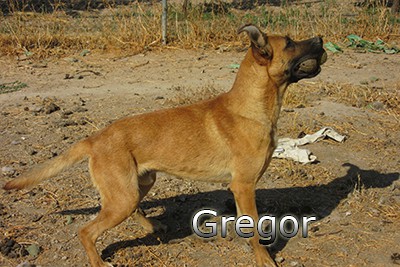 Gregor » Tierschutzverein SOS-Dogs e.V.