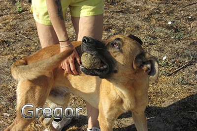 Gregor » Tierschutzverein SOS-Dogs e.V.