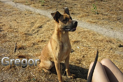Gregor » Tierschutzverein SOS-Dogs e.V.
