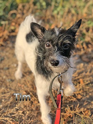 Tim » Tierschutzverein SOS-Dogs e.V.