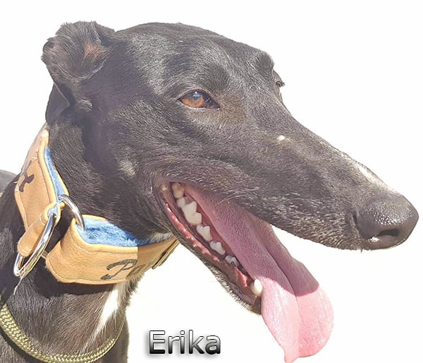 Erika-(5)web » Tierschutzverein SOS-Dogs e.V.