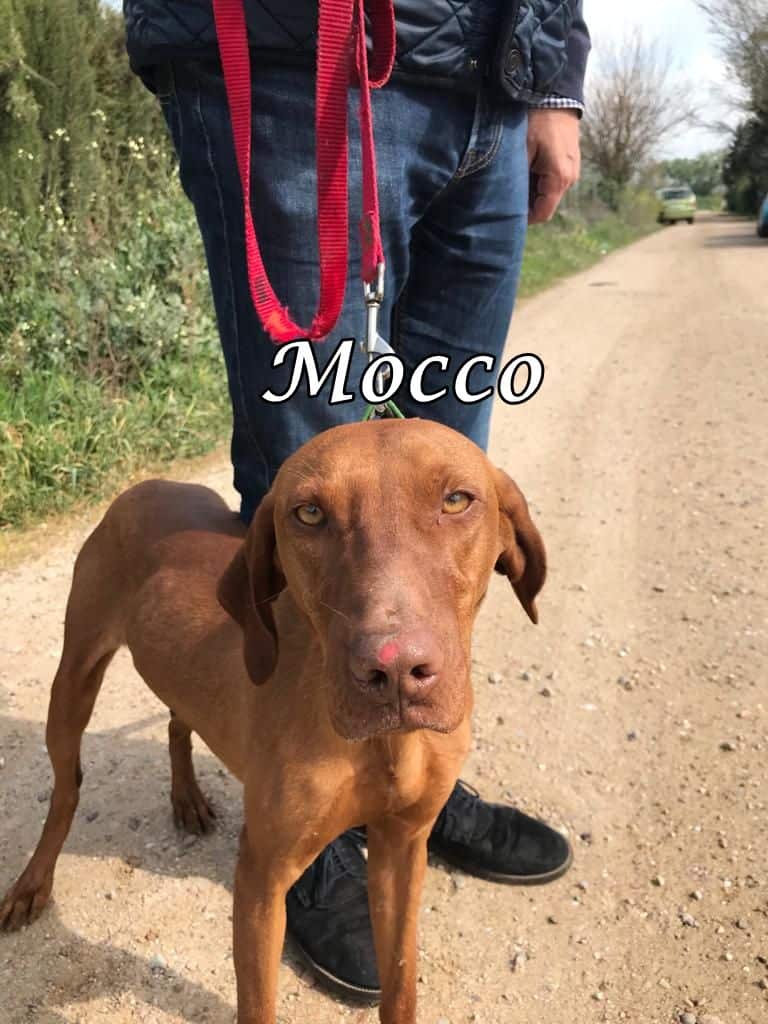 Mocco » Tierschutzverein SOS-Dogs e.V.