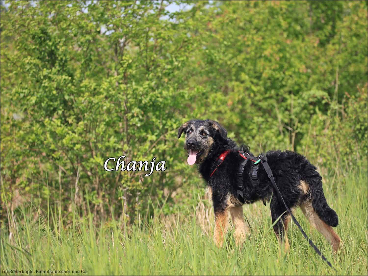Chanja » Tierschutzverein SOS-Dogs e.V.