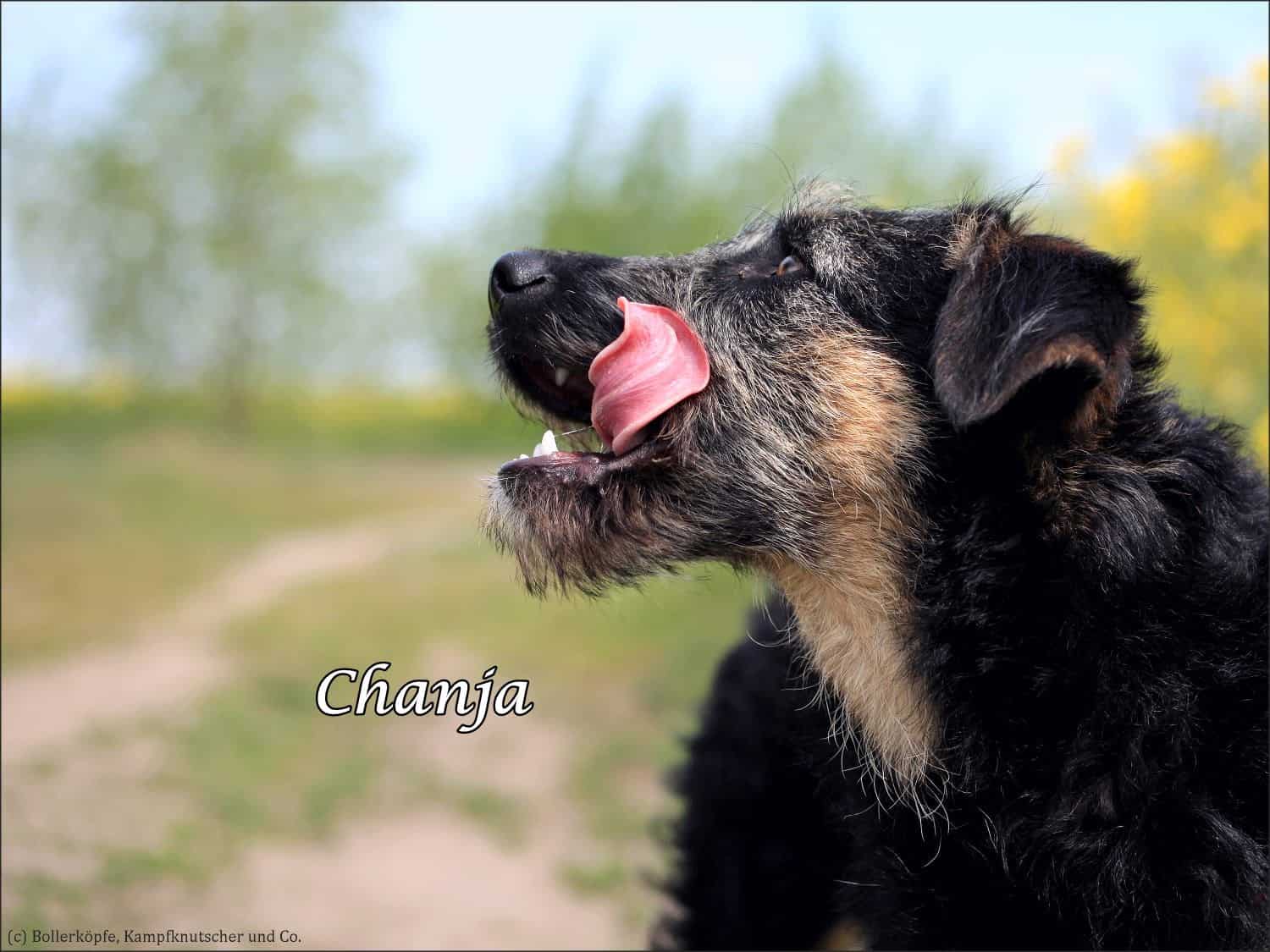 Chanja » Tierschutzverein SOS-Dogs e.V.