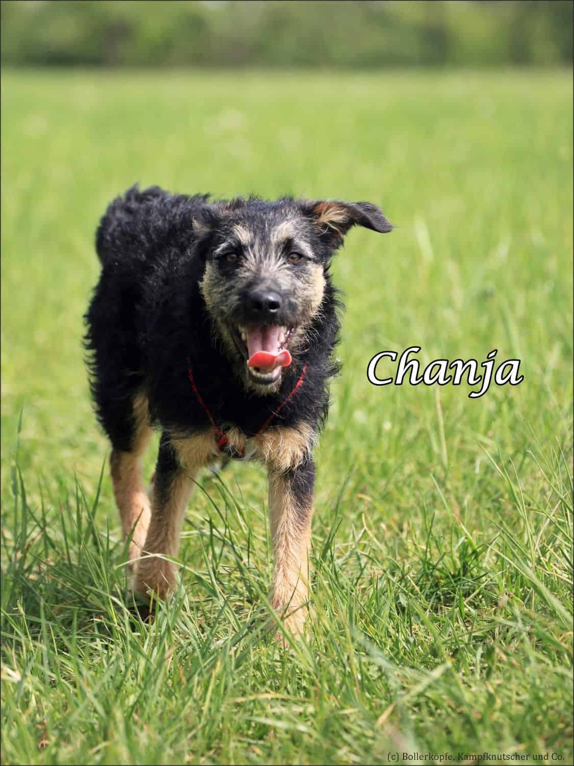 Chanja » Tierschutzverein SOS-Dogs e.V.
