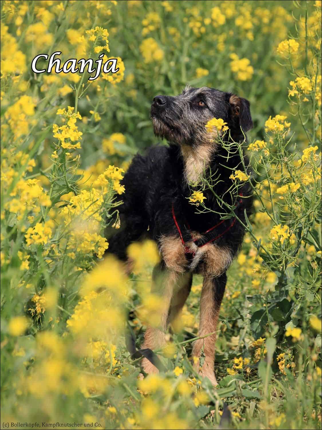 Chanja » Tierschutzverein SOS-Dogs e.V.