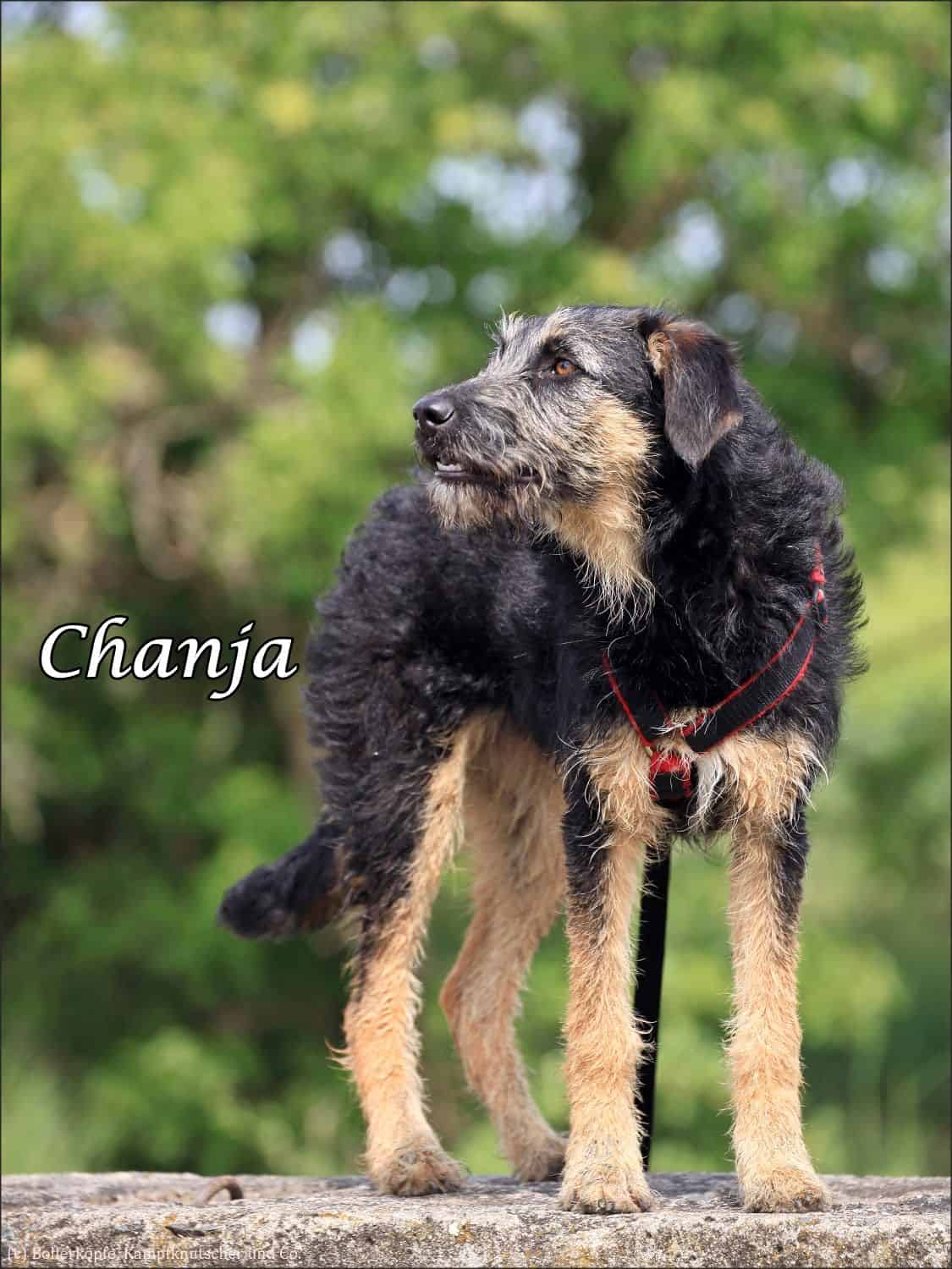 Chanja » Tierschutzverein SOS-Dogs e.V.