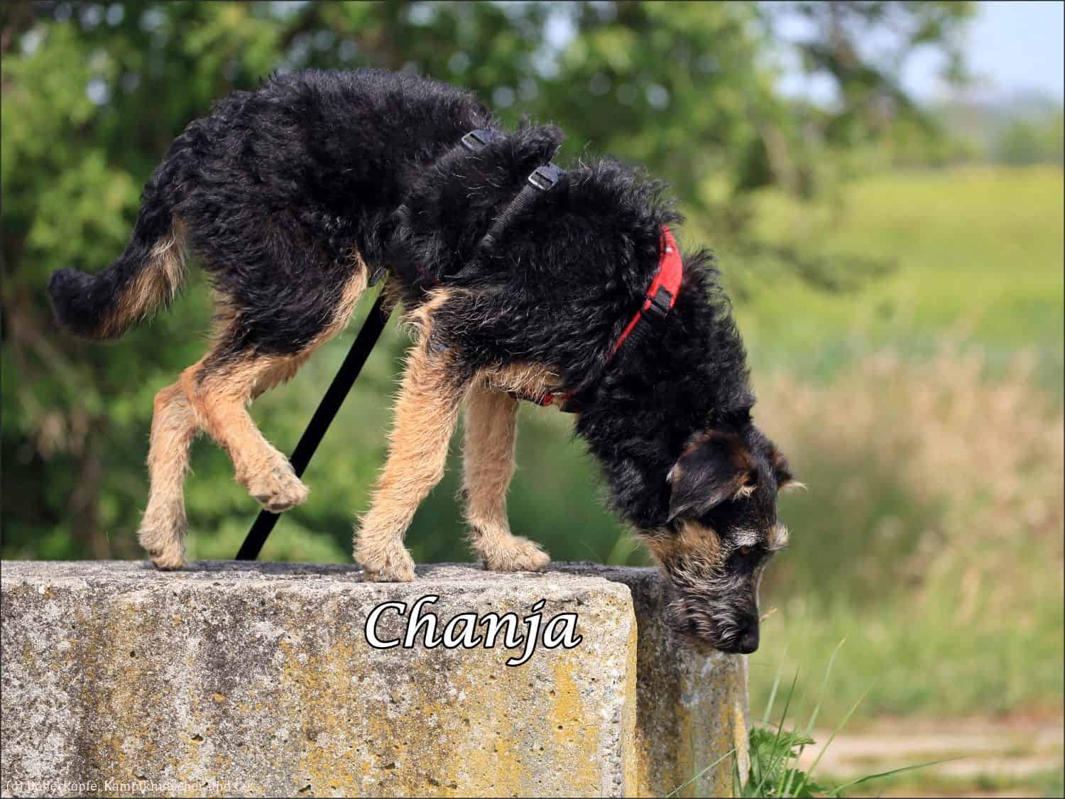 Chanja » Tierschutzverein SOS-Dogs e.V.