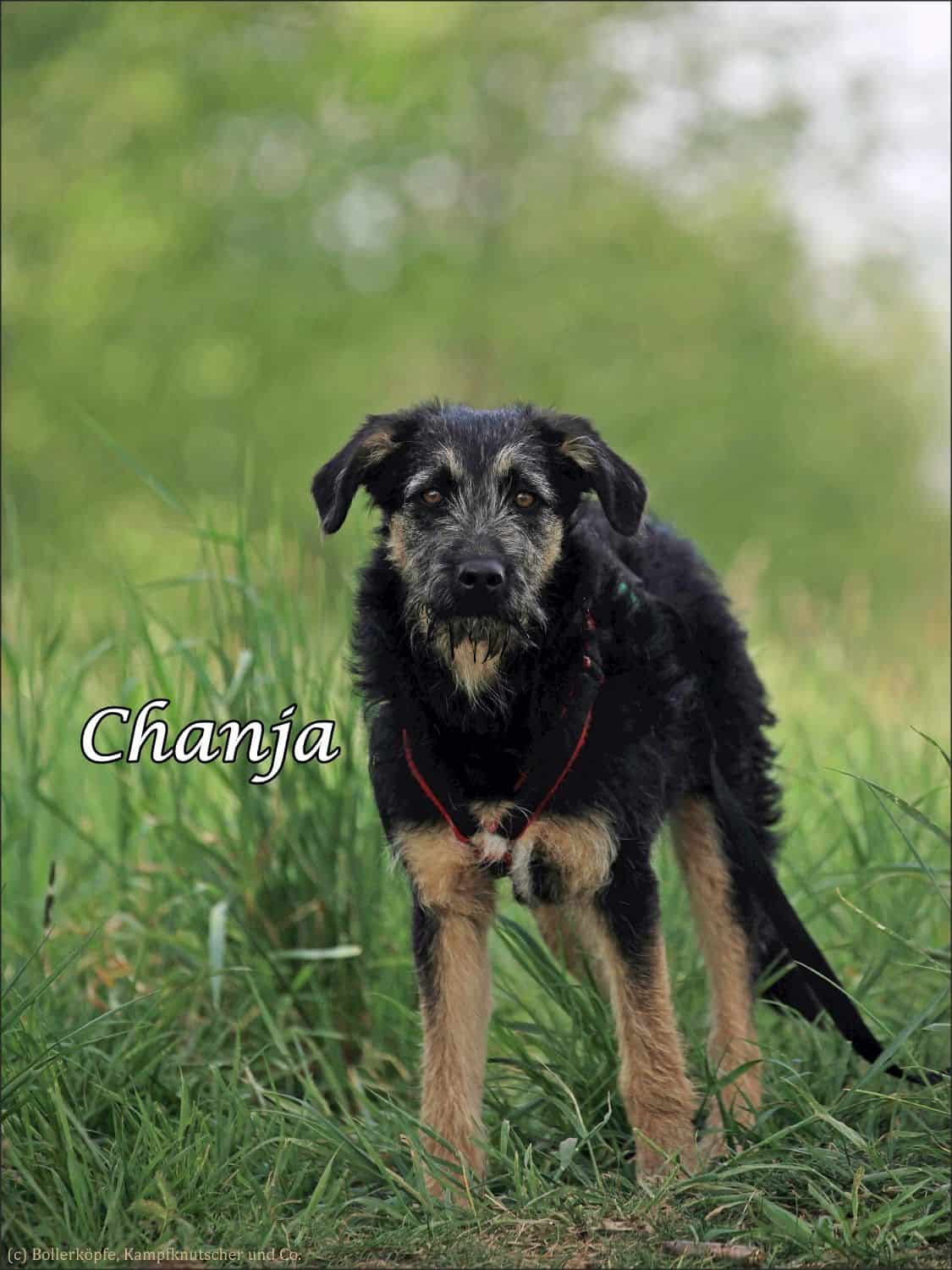 Chanja » Tierschutzverein SOS-Dogs e.V.