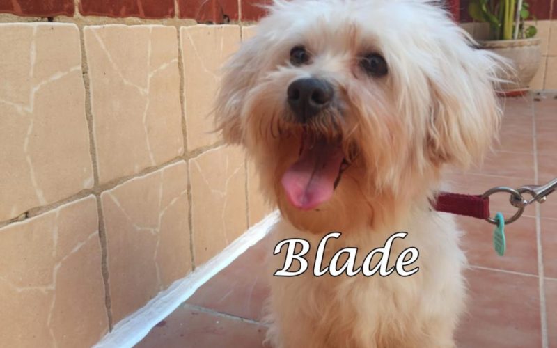 Blade » Tierschutzverein SOS-Dogs e.V.