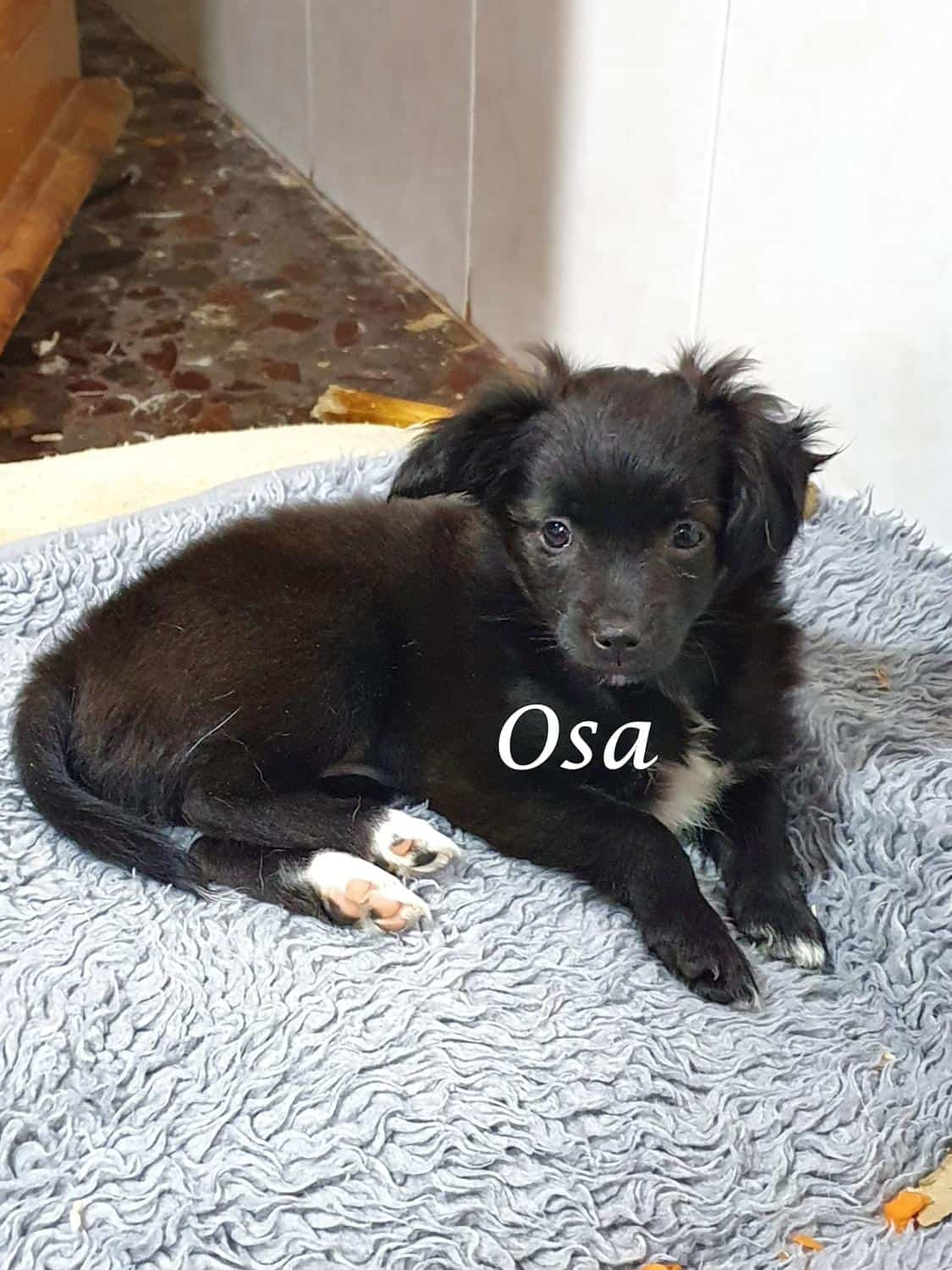 Osa » Tierschutzverein SOS-Dogs e.V.