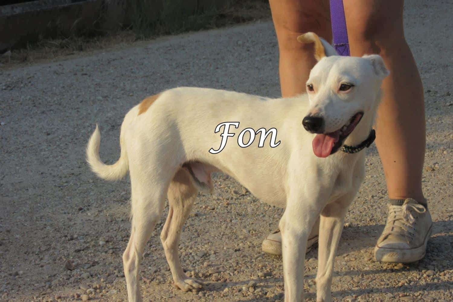 Fon » Tierschutzverein SOS-Dogs e.V.