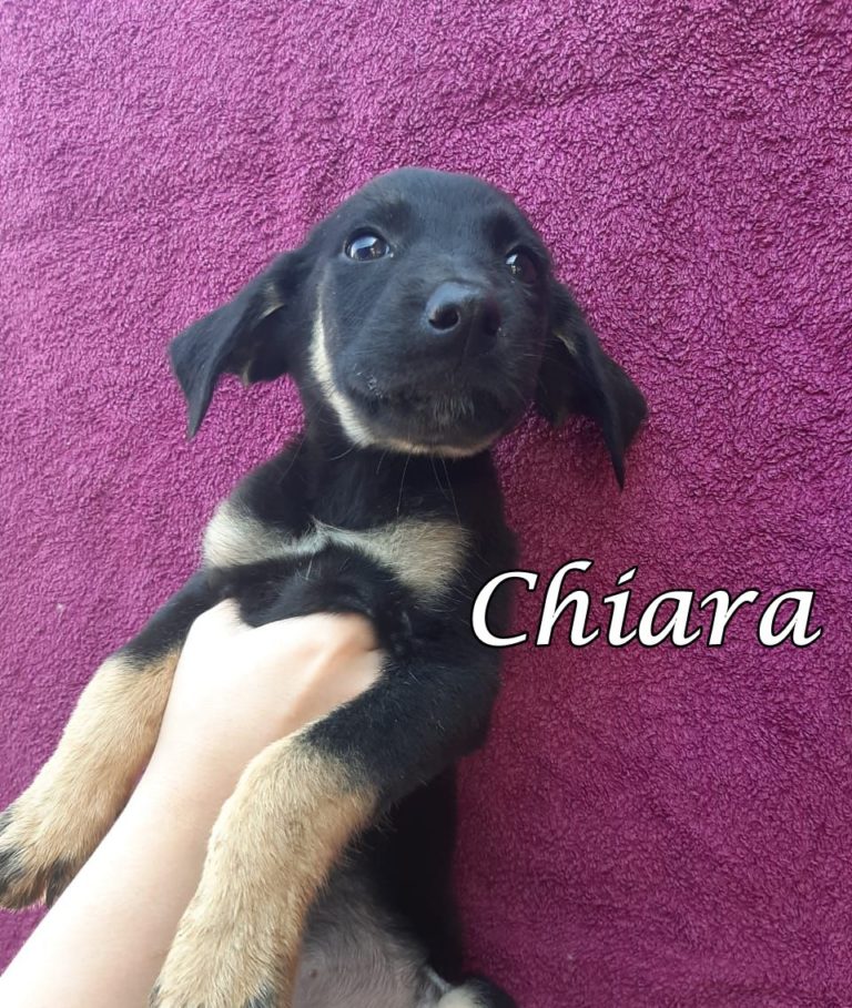 Chiara » Tierschutzverein SOS-Dogs e.V.