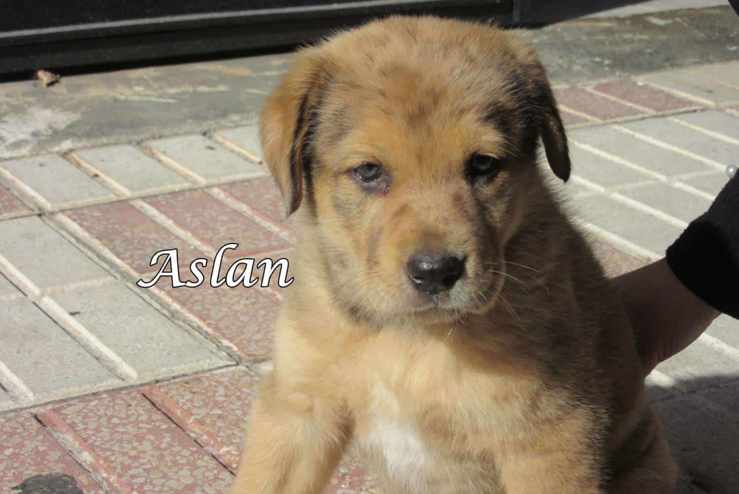 Aslan » Tierschutzverein SOS-Dogs e.V.