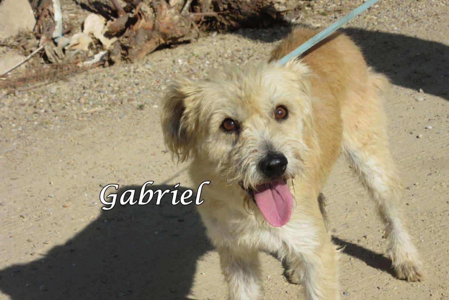 Gabriel » Tierschutzverein SOS-Dogs e.V.