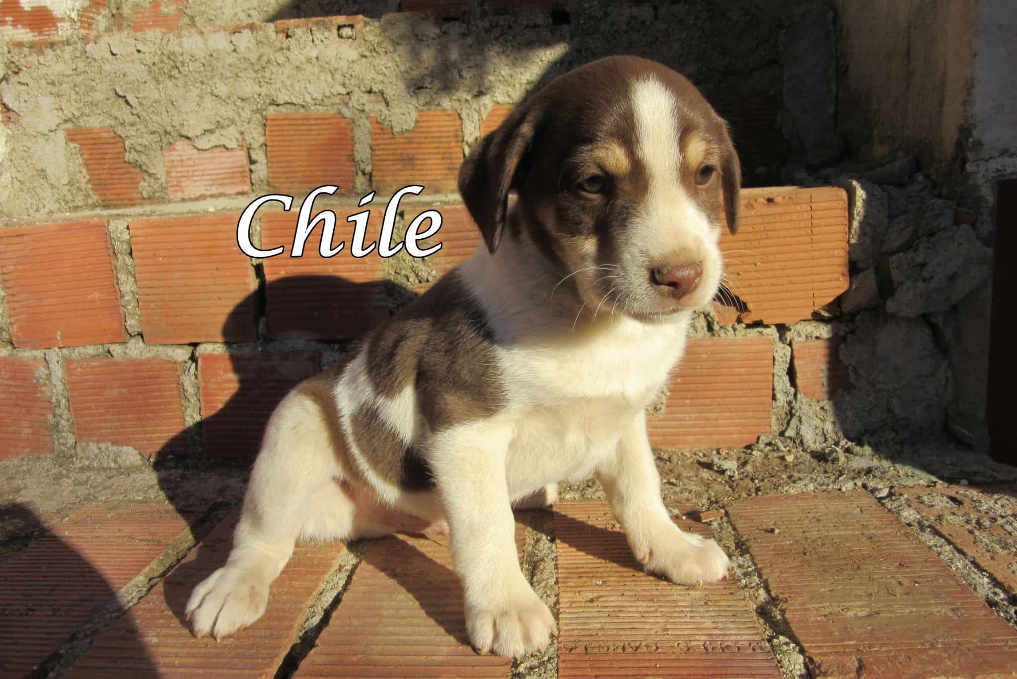 Chile » Tierschutzverein SOS-Dogs e.V.