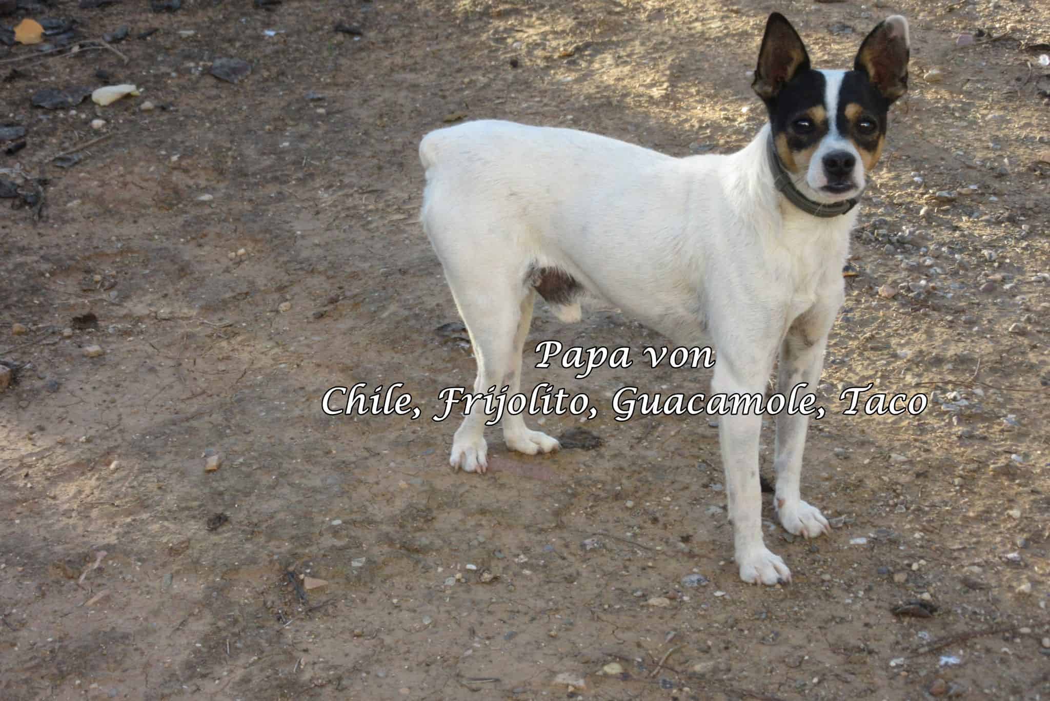Chile » Tierschutzverein SOS-Dogs e.V.