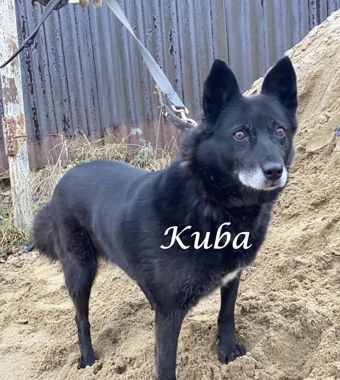 Kuba » Tierschutzverein SOS-Dogs e.V.