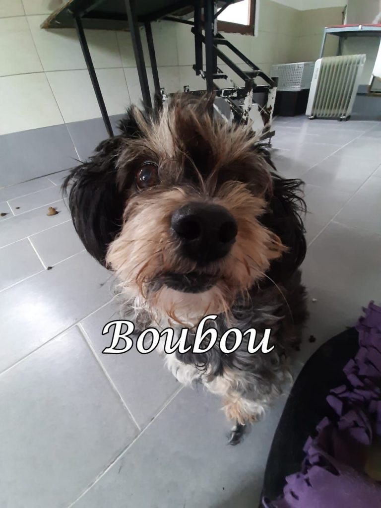 Boubou » Tierschutzverein SOS-Dogs e.V.