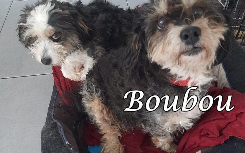Boubou » Tierschutzverein SOS-Dogs e.V.
