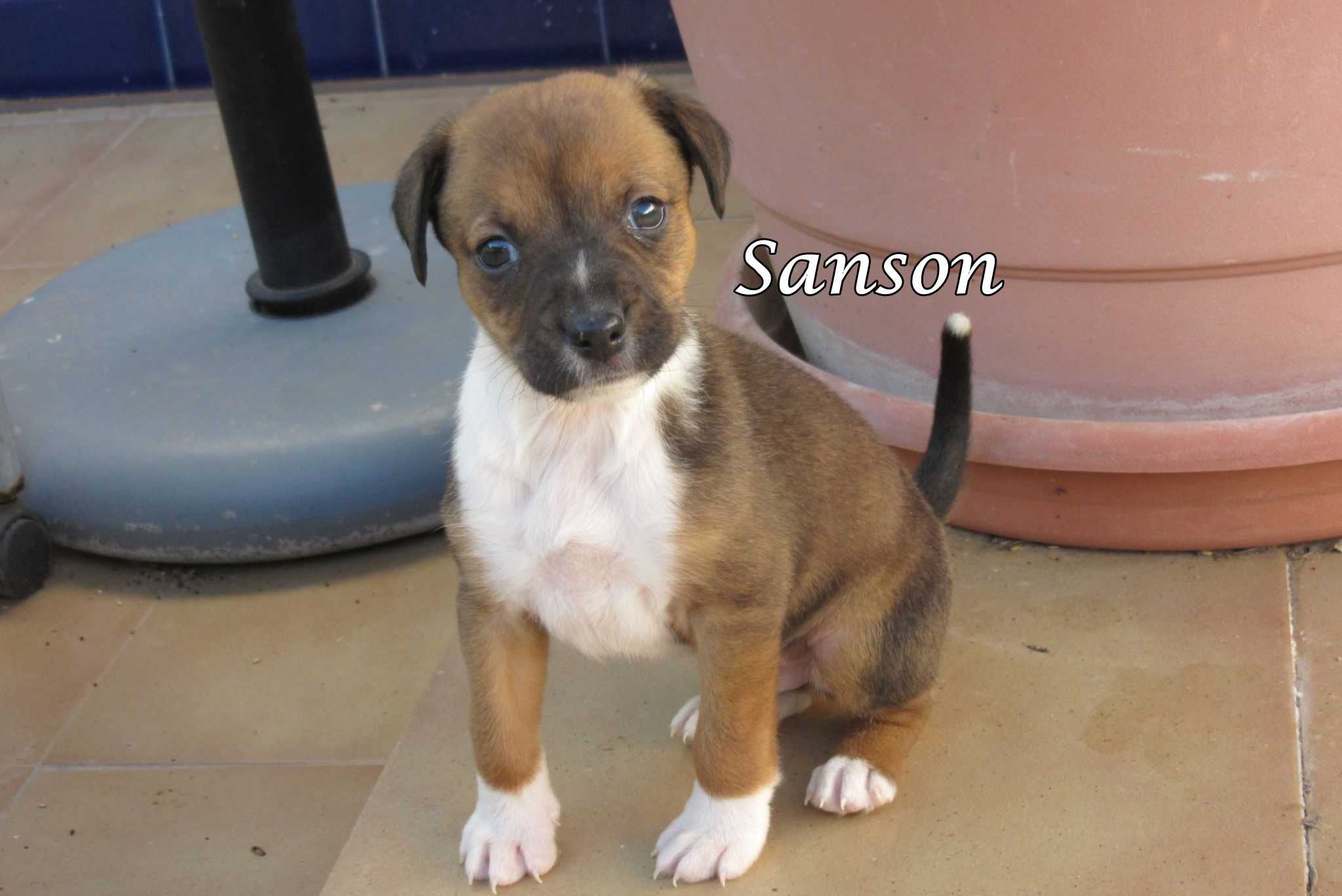 Sanson » Tierschutzverein SOS-Dogs e.V.