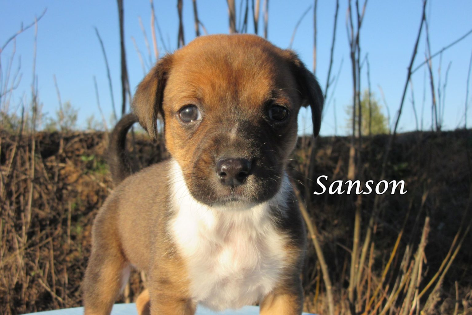 Sanson » Tierschutzverein SOS-Dogs e.V.