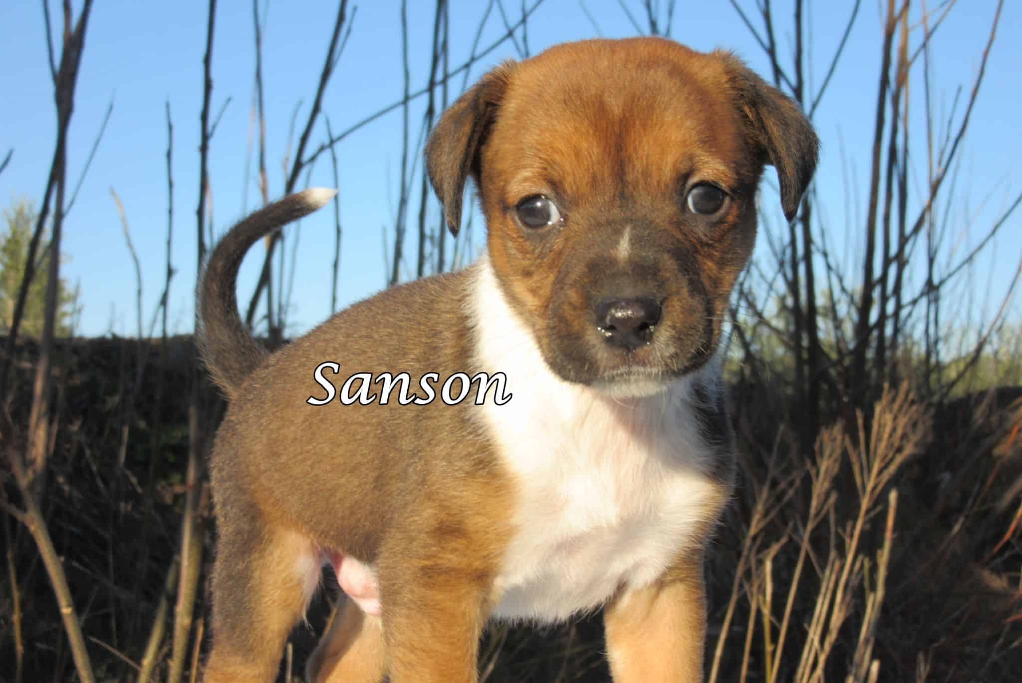 Sanson » Tierschutzverein SOS-Dogs e.V.