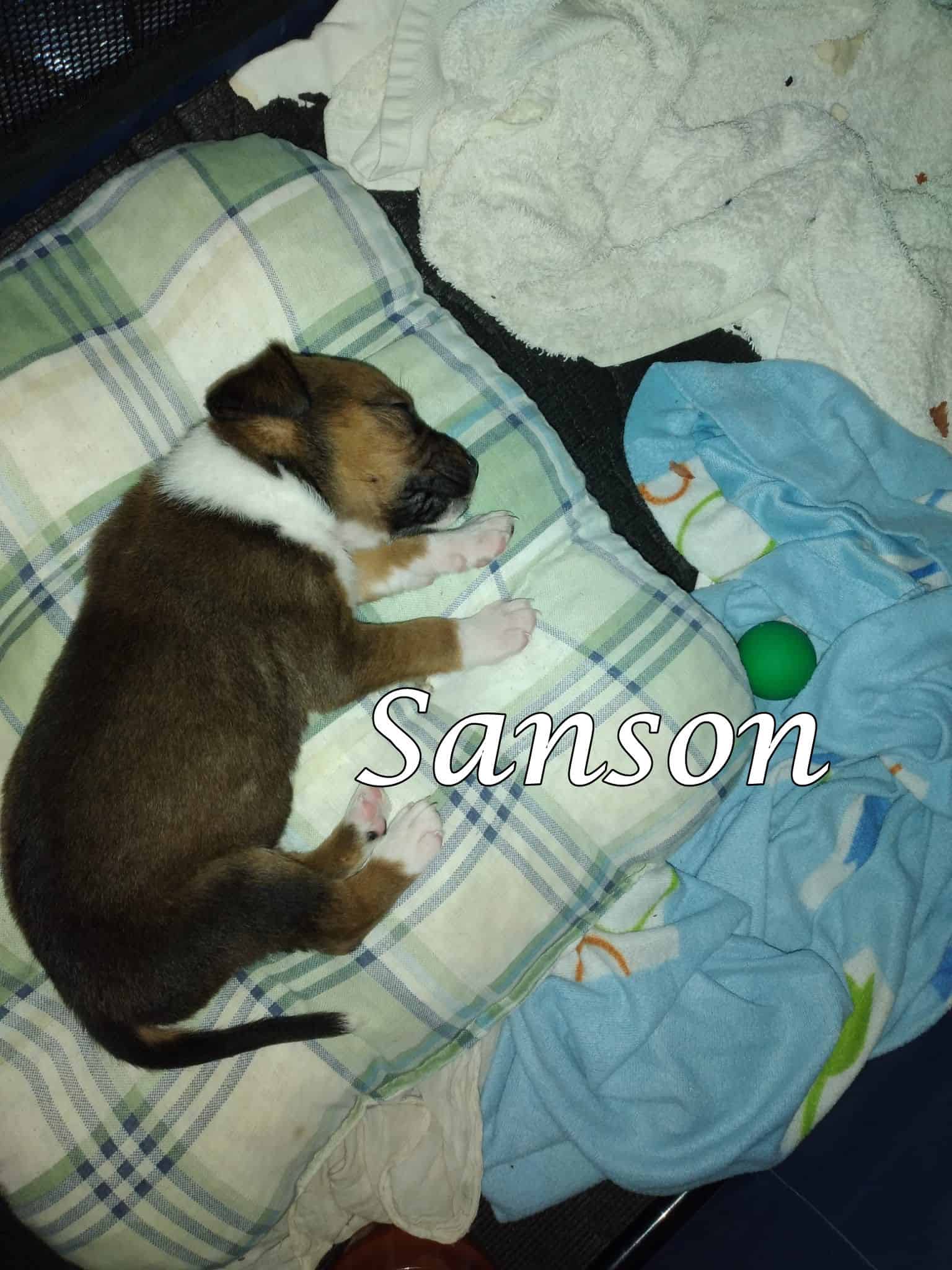 Sanson » Tierschutzverein SOS-Dogs e.V.