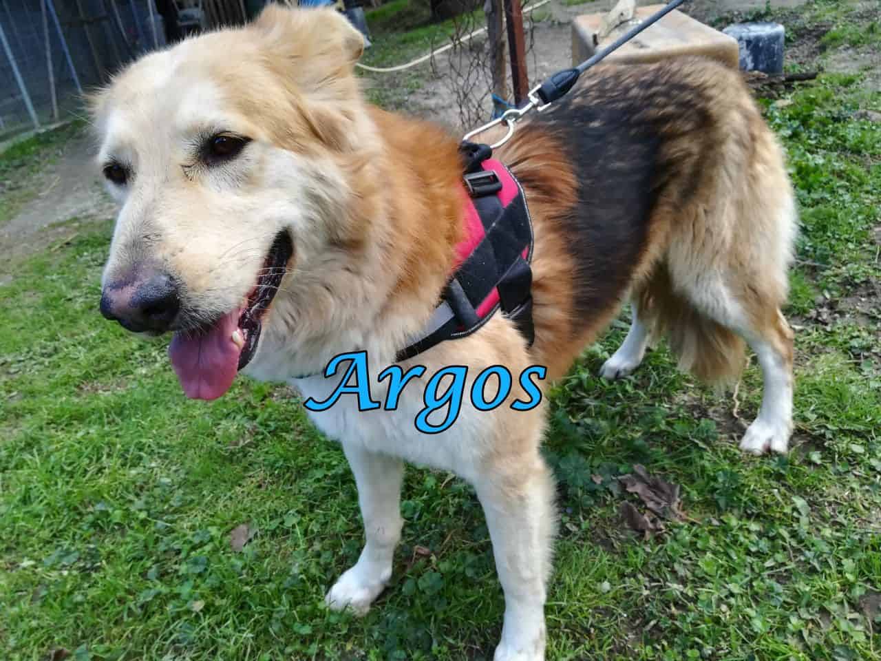 Argos » Tierschutzverein SOS-Dogs e.V.