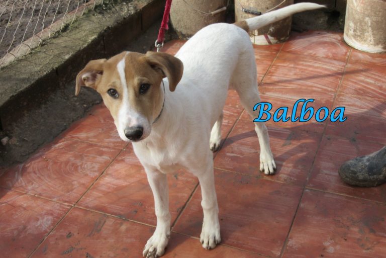 Balboa » Tierschutzverein SOS-Dogs e.V.