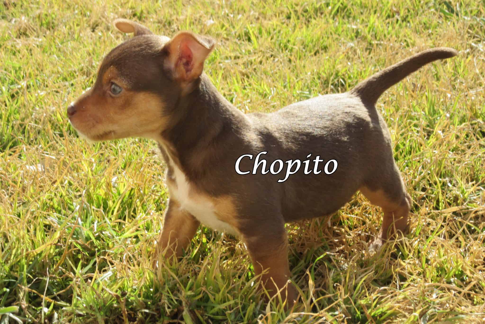 Chopito » Tierschutzverein SOS-Dogs e.V.