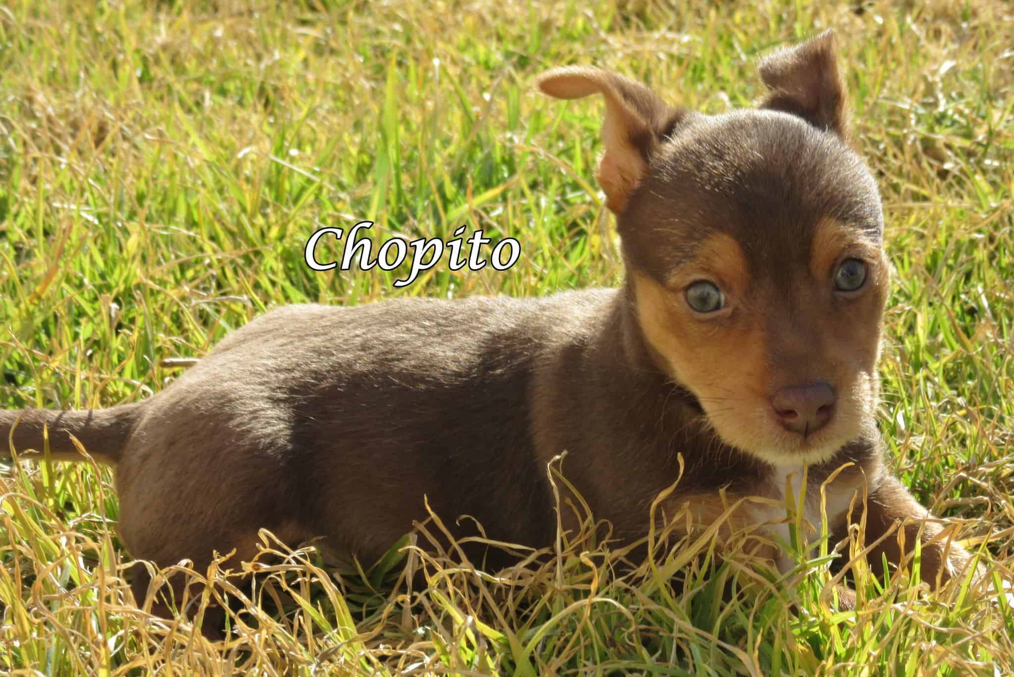 Chopito » Tierschutzverein SOS-Dogs e.V.