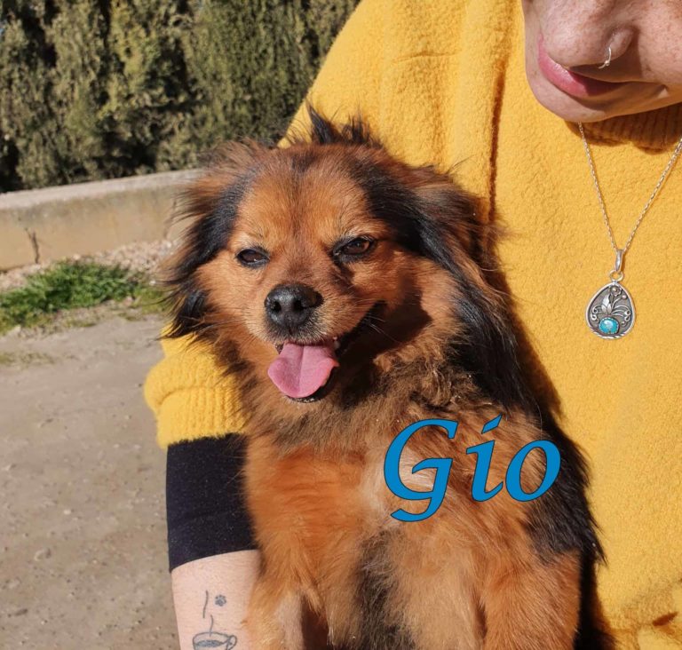 Gio » Tierschutzverein SOS-Dogs e.V.