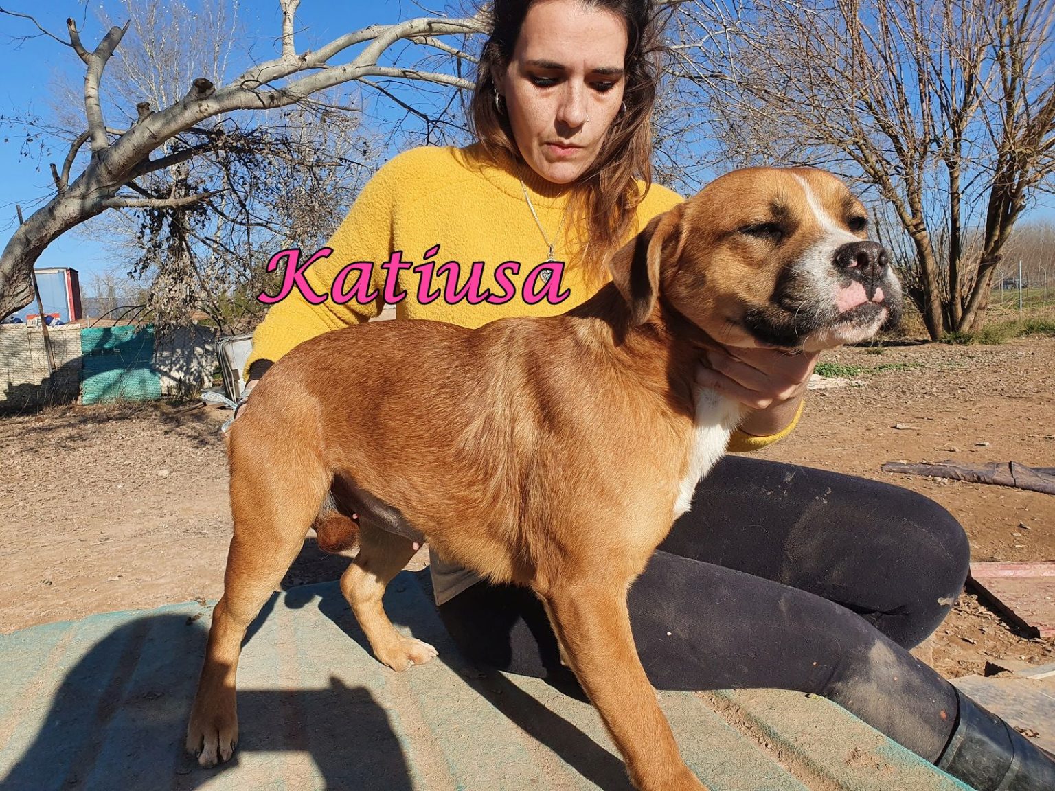 Katiusa » Tierschutzverein SOS-Dogs e.V.