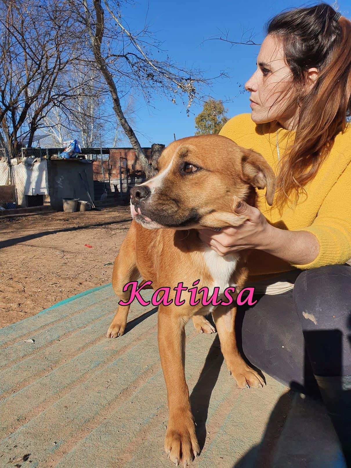 Katiusa » Tierschutzverein SOS-Dogs e.V.