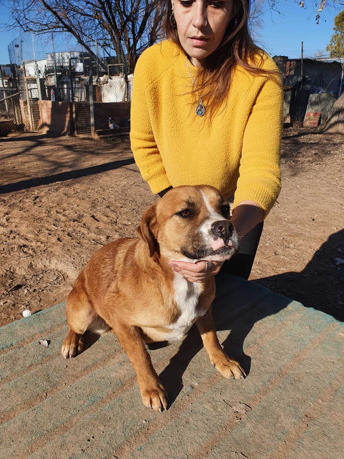 Katiusa » Tierschutzverein SOS-Dogs e.V.