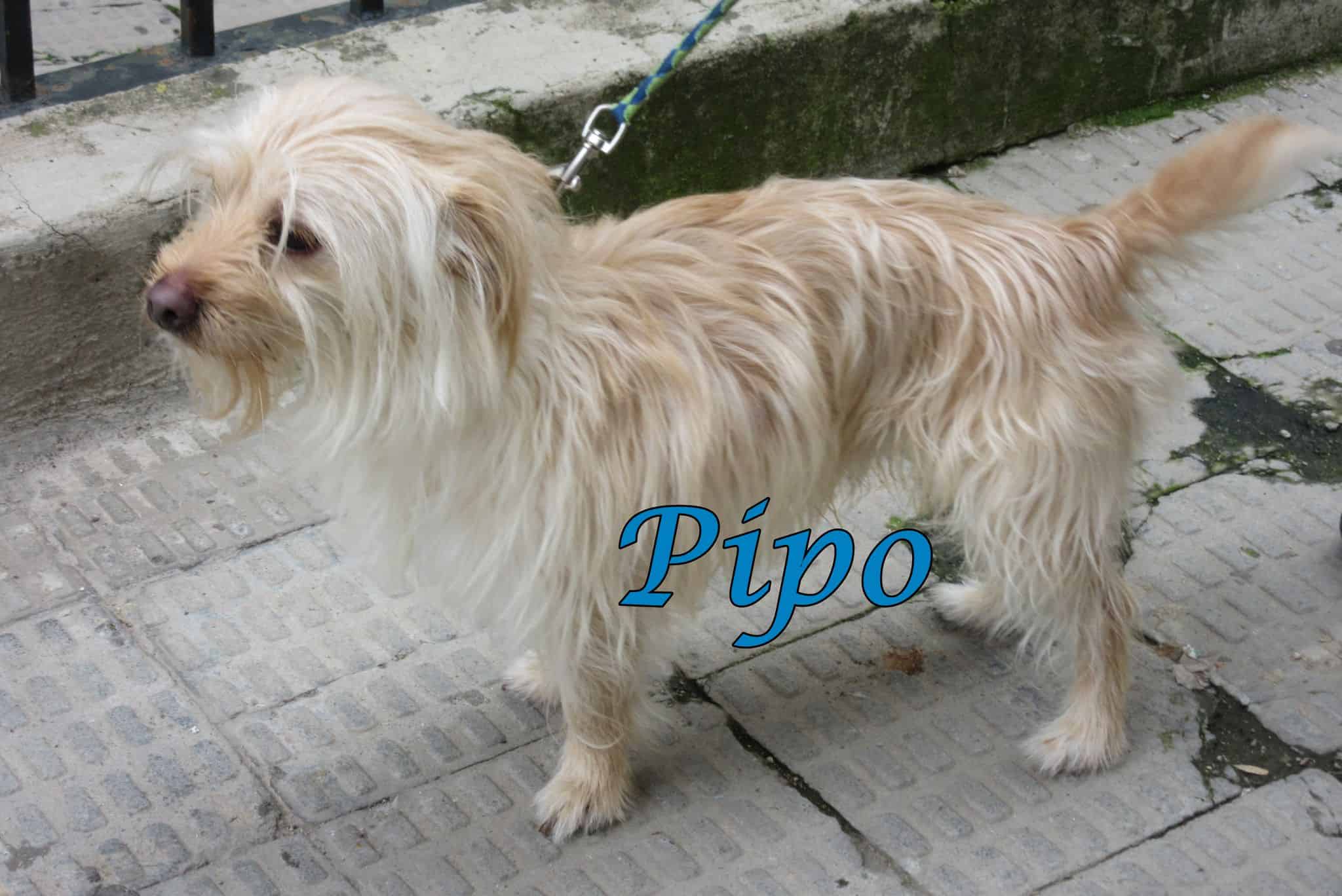Pipo » Tierschutzverein SOS-Dogs e.V.