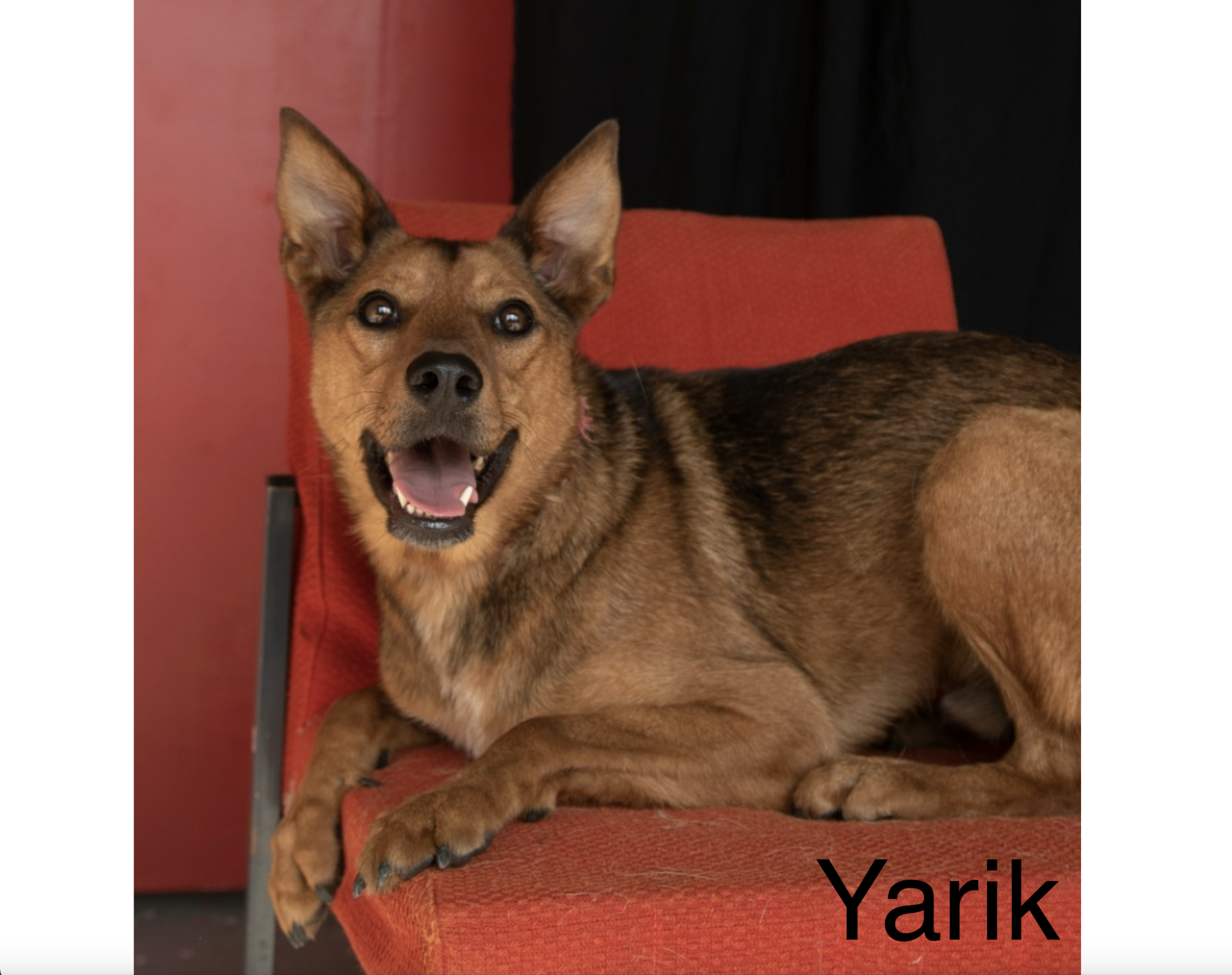 Yarik » Tierschutzverein SOS-Dogs e.V.