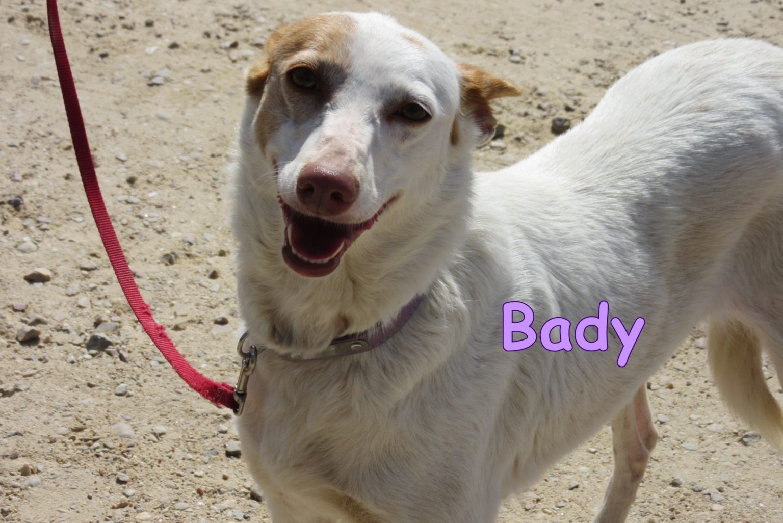 Bady » Tierschutzverein SOS-Dogs e.V.