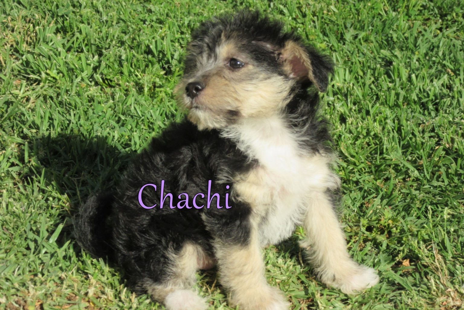 Chachi » Tierschutzverein SOS-Dogs e.V.