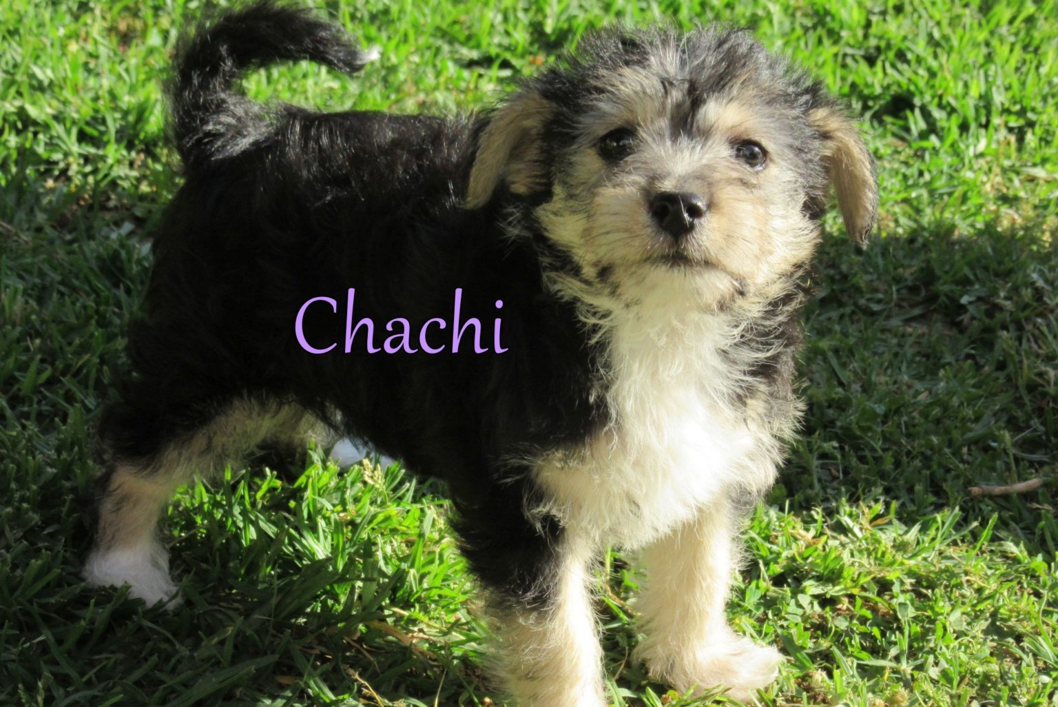 Chachi » Tierschutzverein SOS-Dogs e.V.